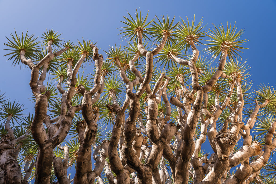 Gran Canaria Road Trip: The Best 10-Day Itinerary | It’s All Trip To Me