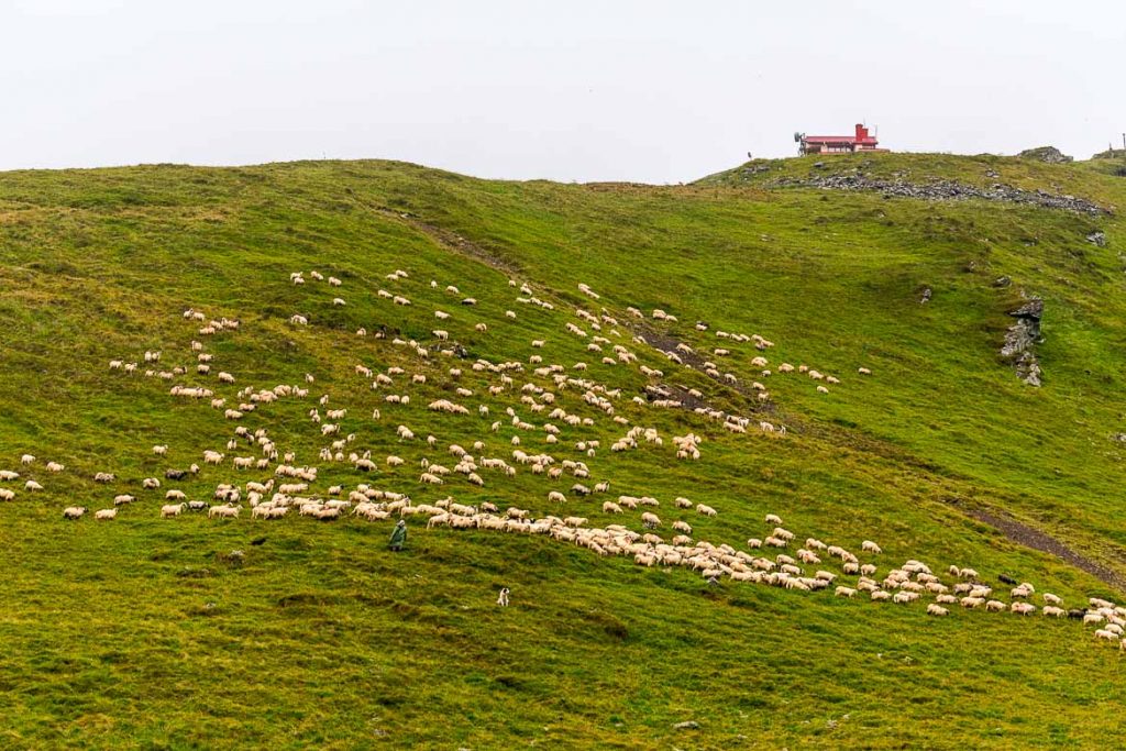 Transfagarasan Road Trip: Complete Guide & Itinerary | It’s All Trip To Me